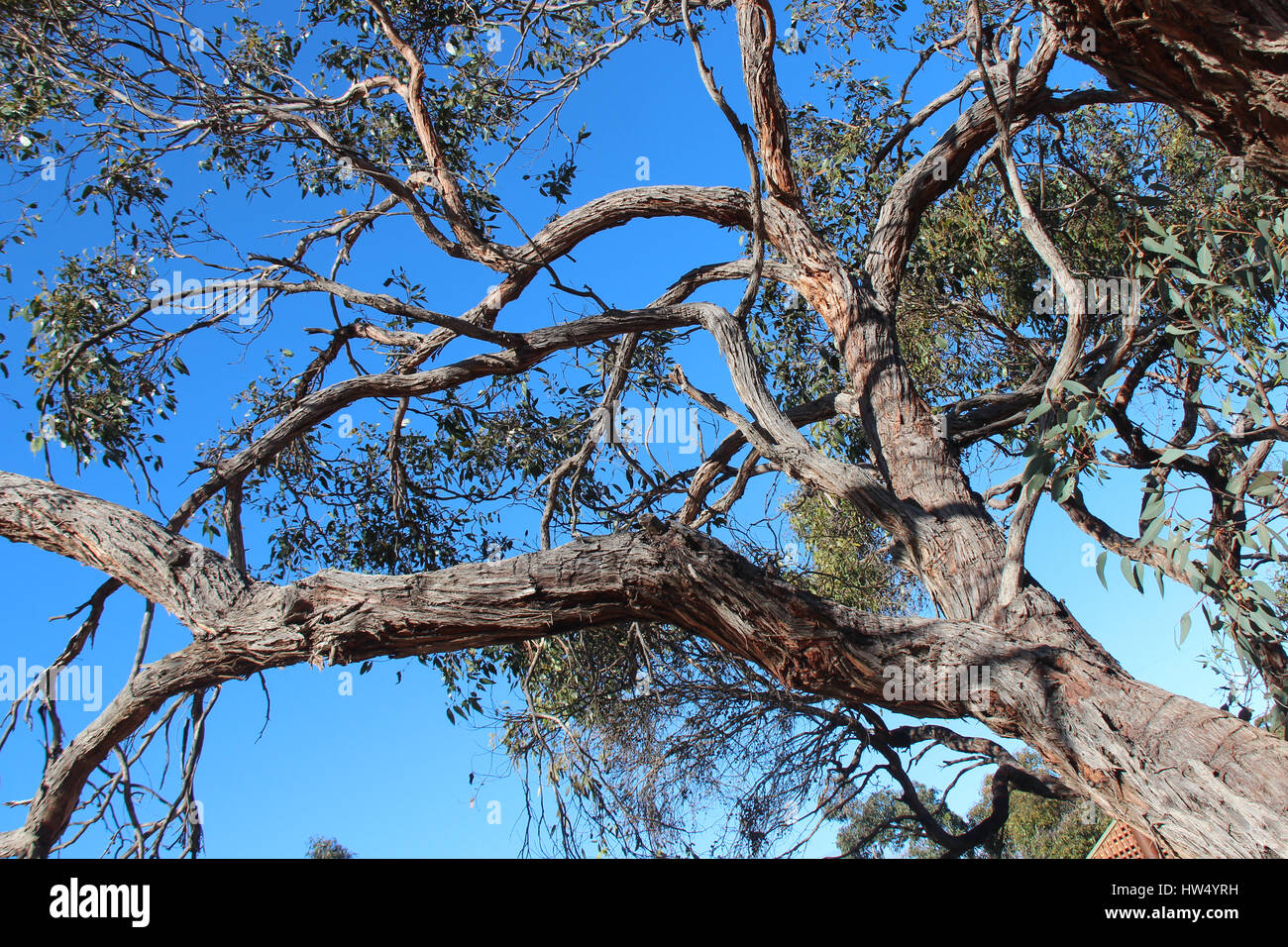 Trees in Kangaroo Island (Australia Stock Photo - Alamy