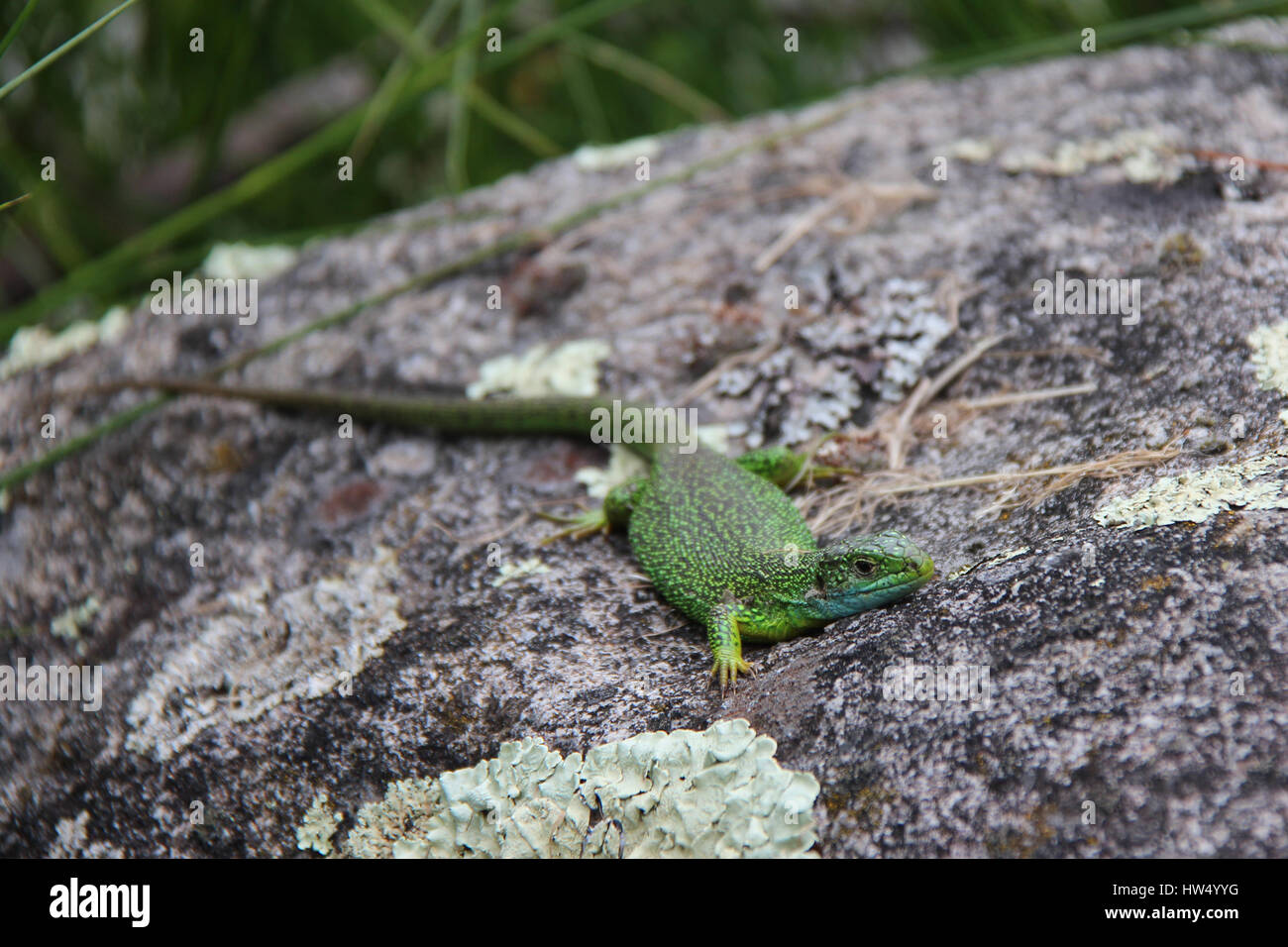 Lezard Vert High Resolution Stock Photography and Images - Alamy