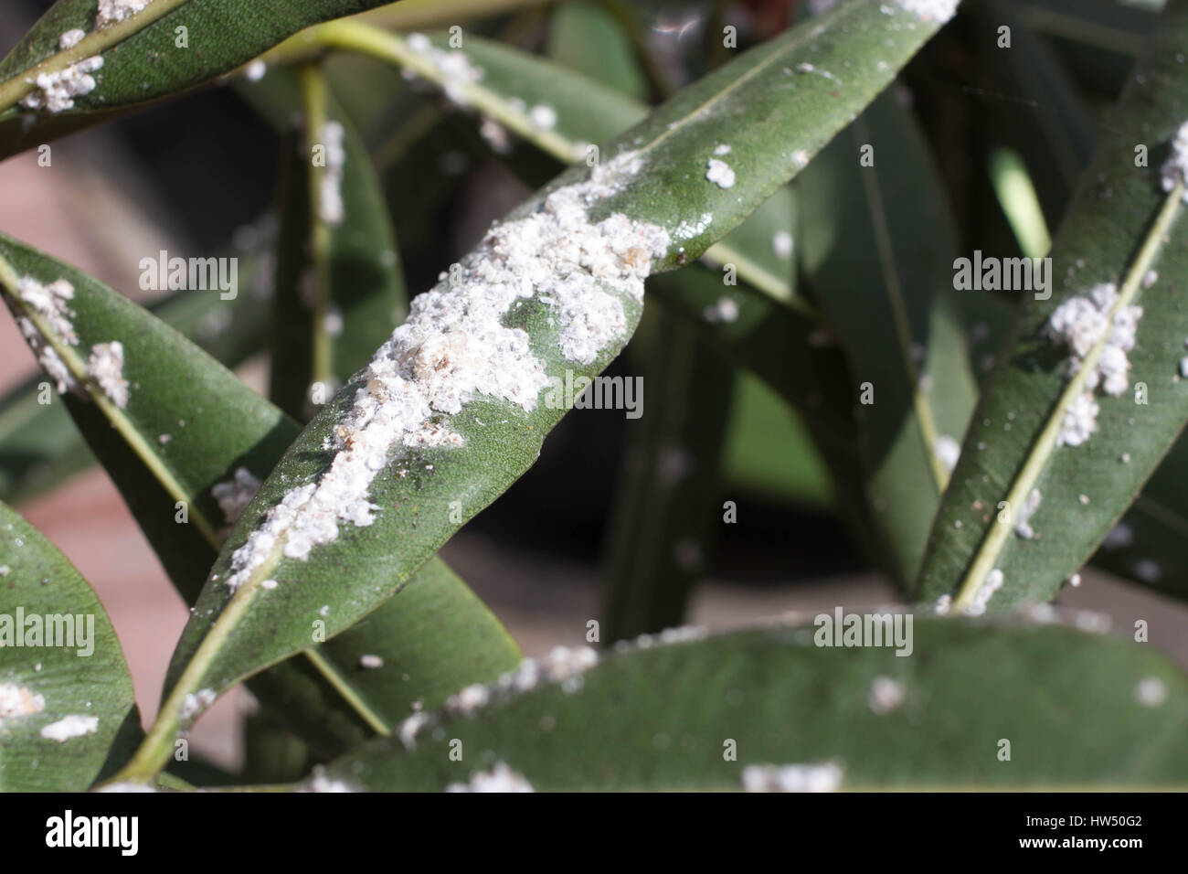 Oleander leaves densely covered with scale insects. Mealy mealybug ...