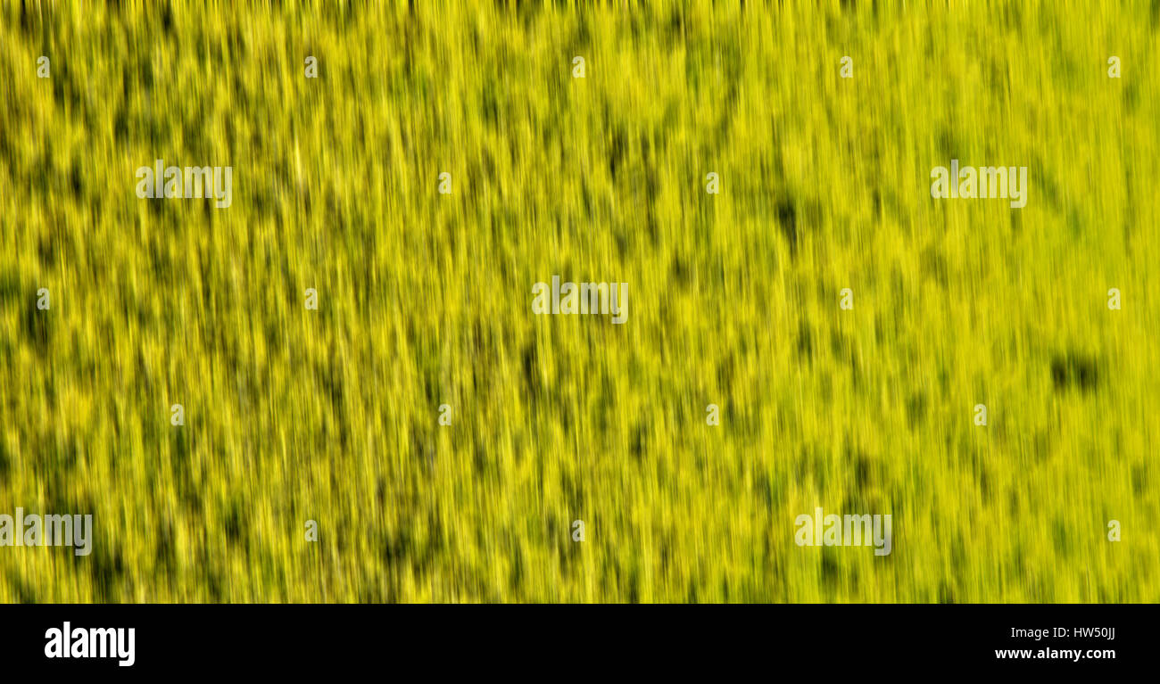blur and grass plant in iran the green garden Stock Photo - Alamy
