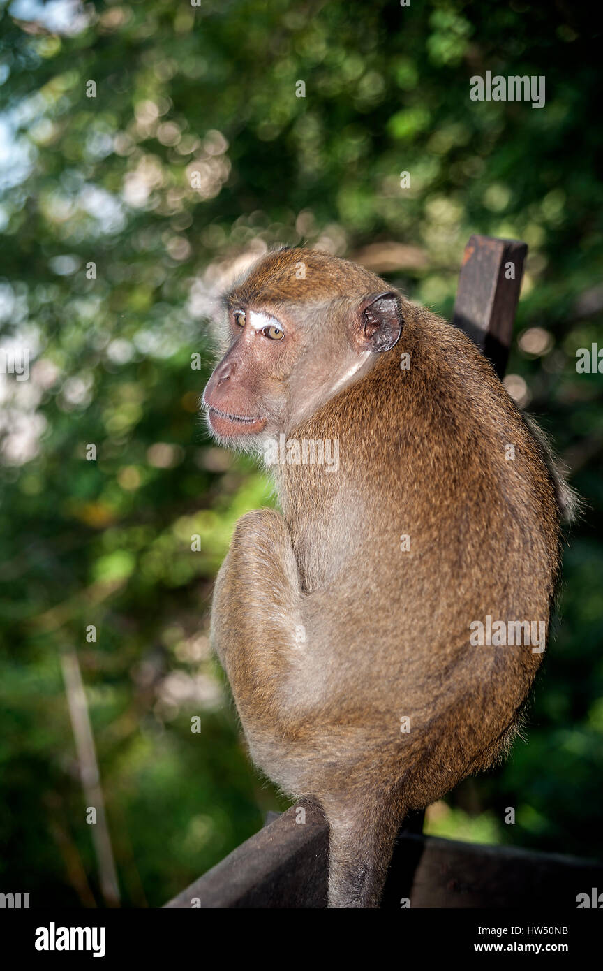 Monkey trail thailand hi-res stock photography and images - Alamy