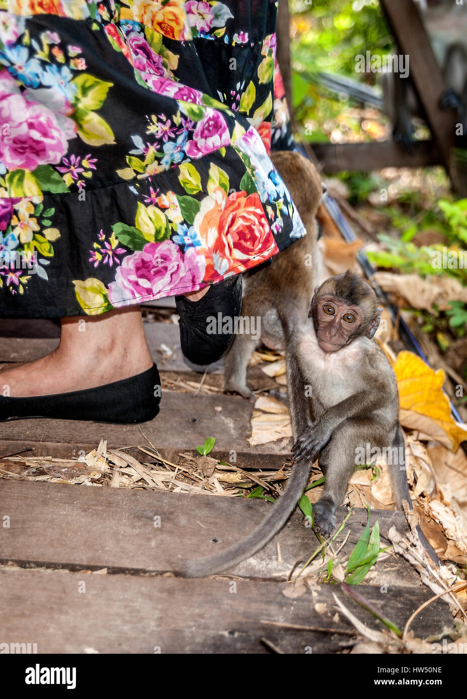 Thailand, Krabi, Ao Nang Village. The so-called "monkey trail" in the ...