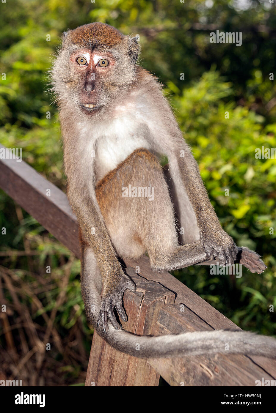 Thailand, Krabi, Ao Nang Village. The so-called "monkey trail" in the ...