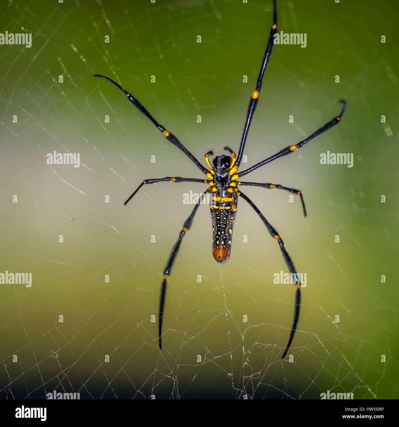 Giant Jungle Spiders