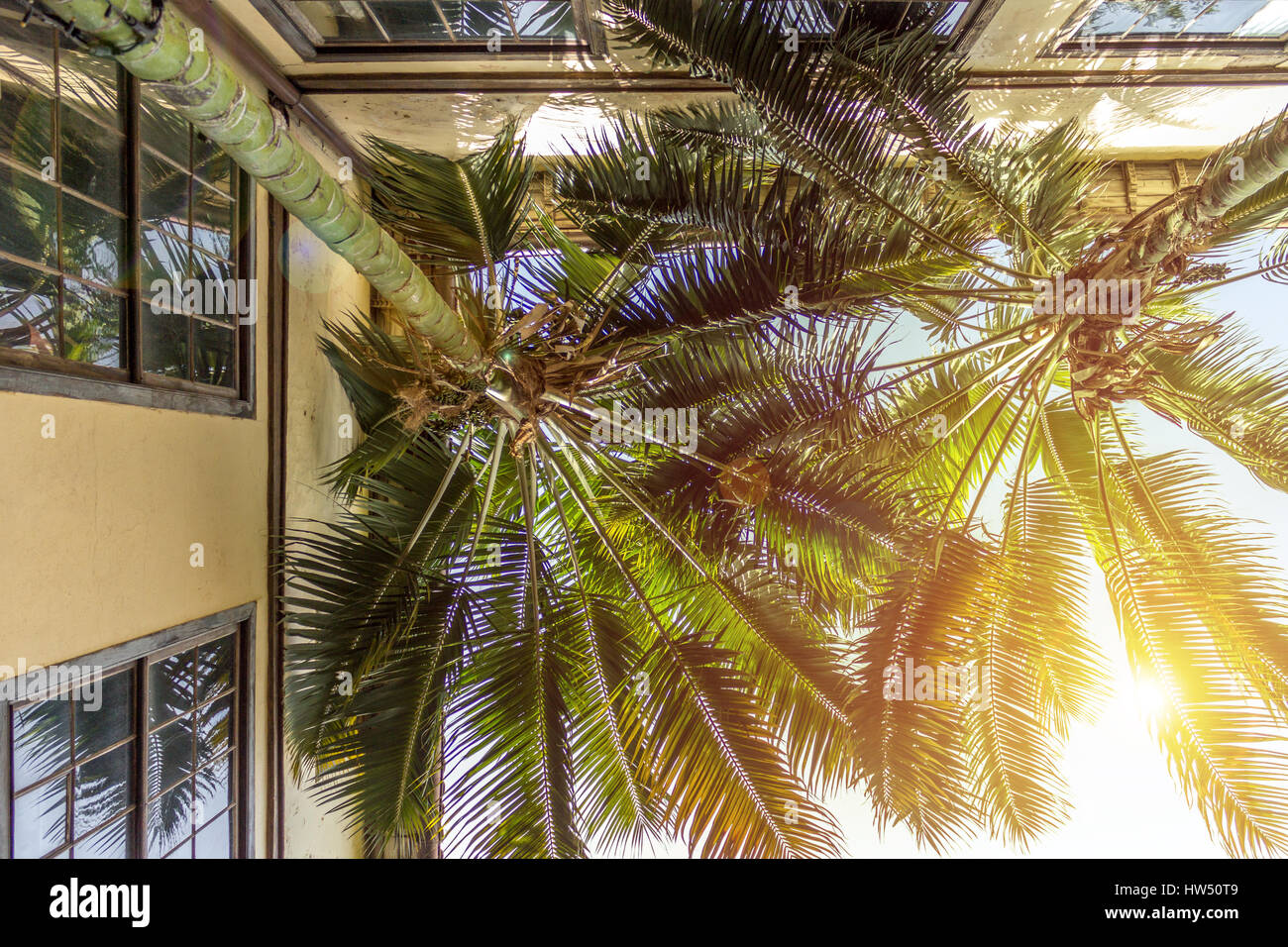 Courtyard with palm tree hi-res stock photography and images - Alamy