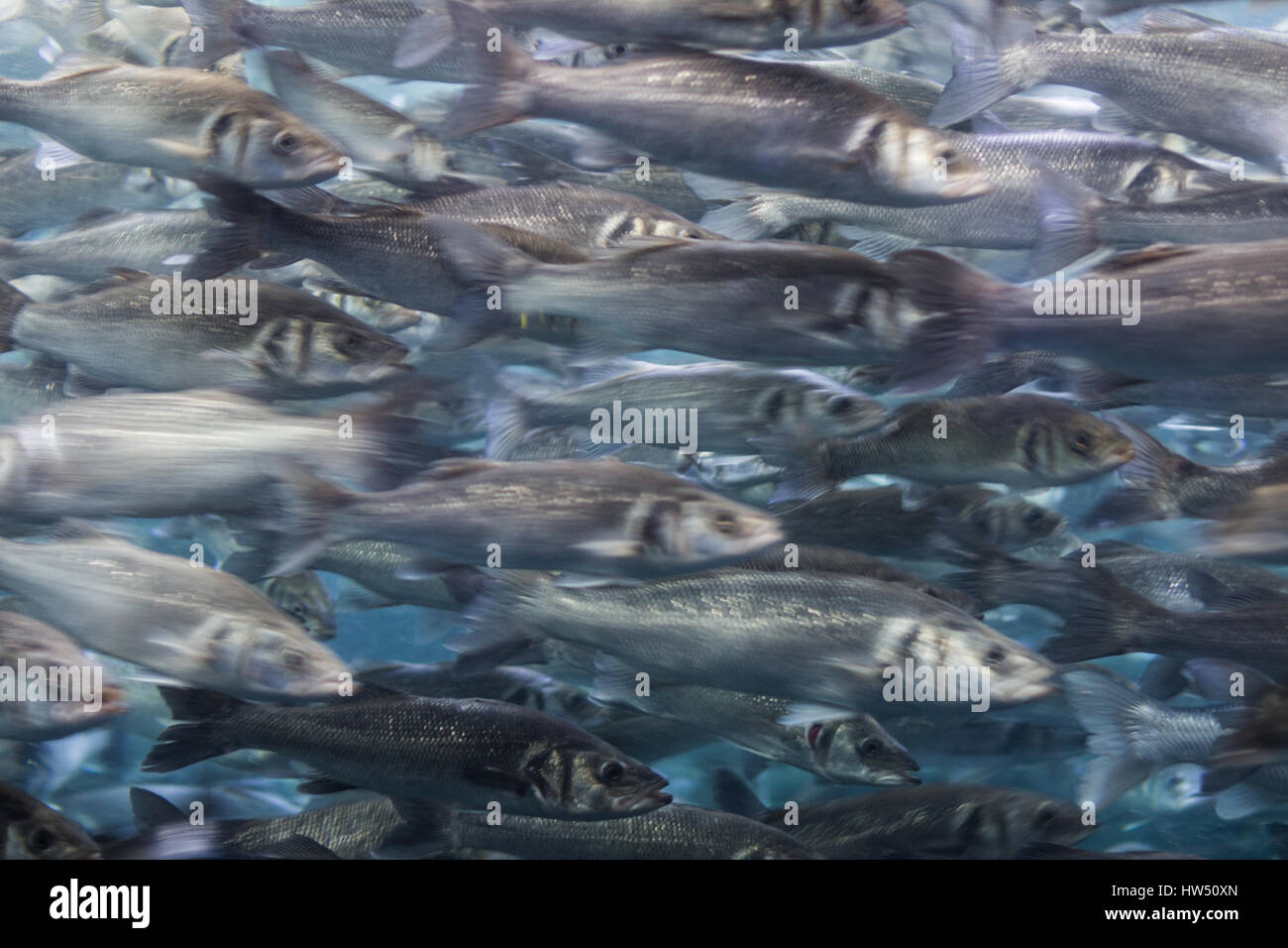 fish swarm - many fishes swimming - motion blur Stock Photo - Alamy