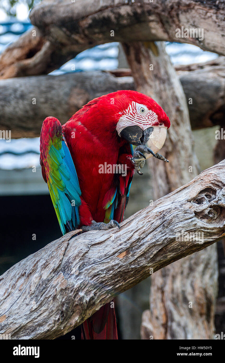 Safari world zoo and park bangkok hi-res stock photography and images ...