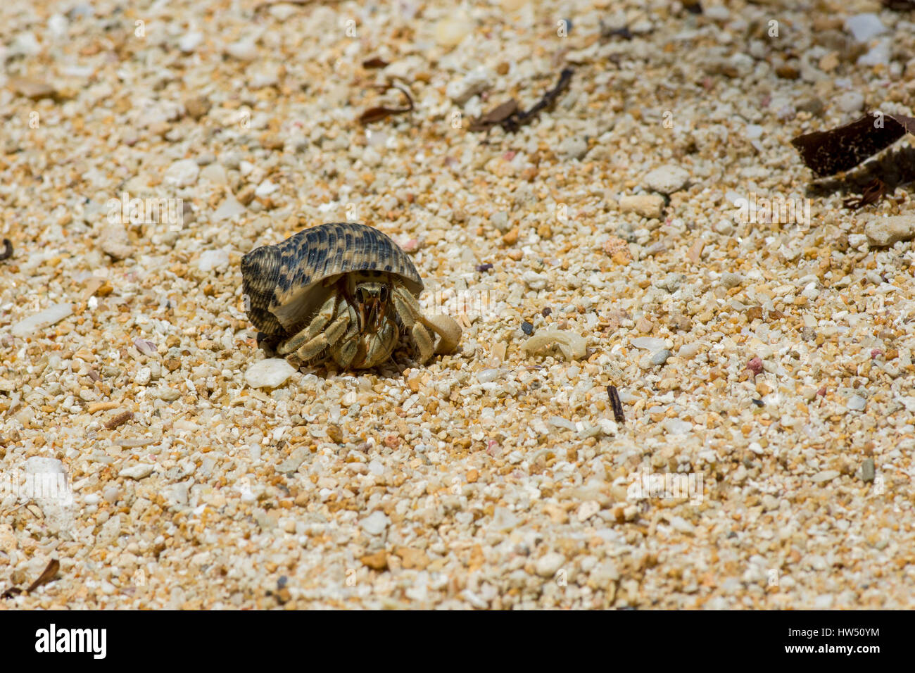 Hermit crab shell hi-res stock photography and images - Alamy