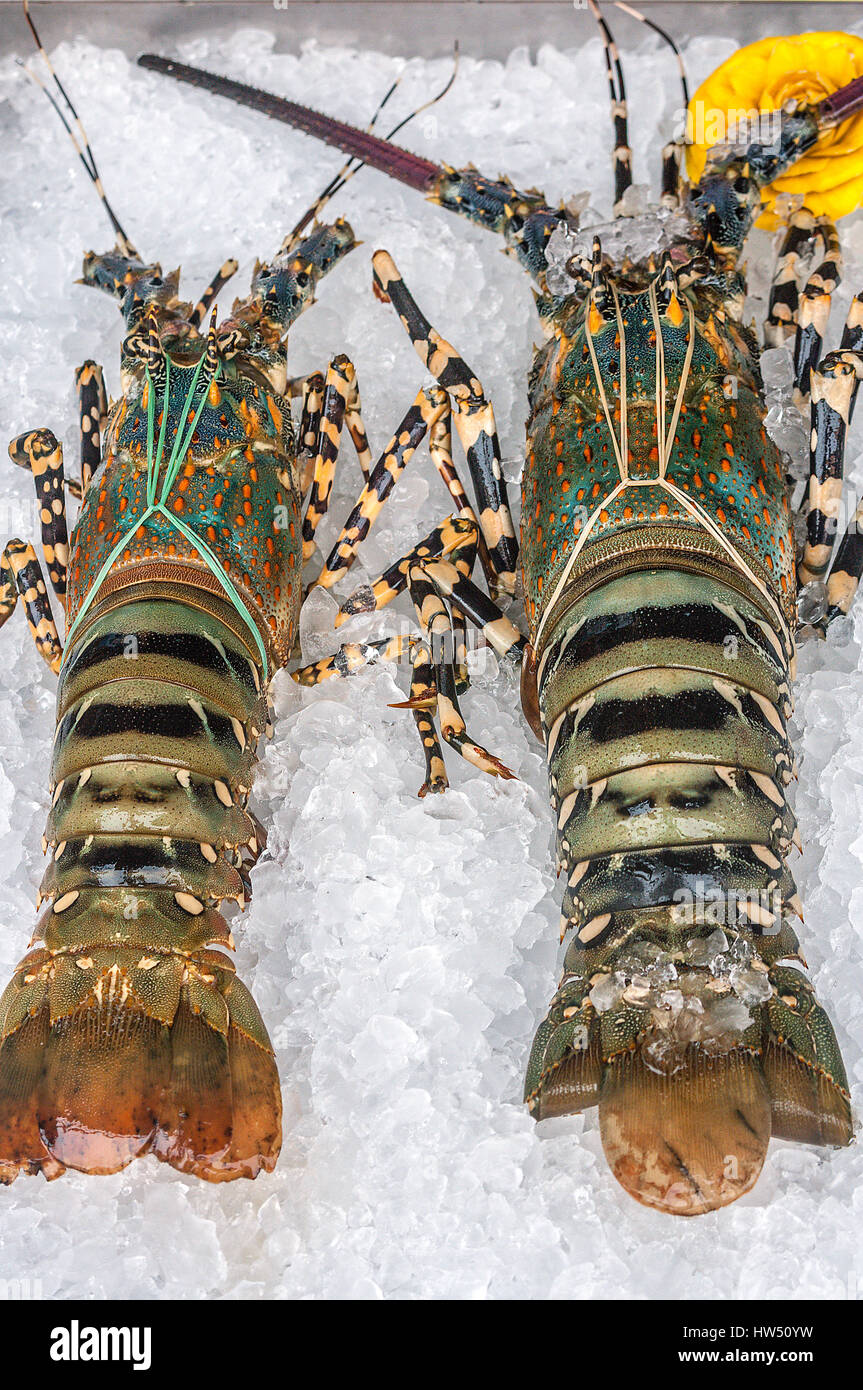 Restaurant live lobsters hi-res stock photography and images - Alamy