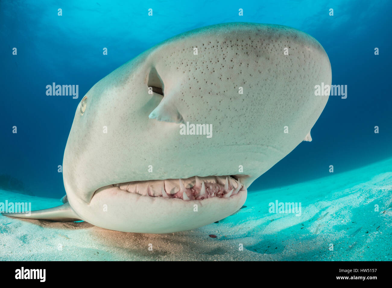 Lemon Shark, Negaprion brevirostris, Tiger Beach, Bahamas Stock Photo ...