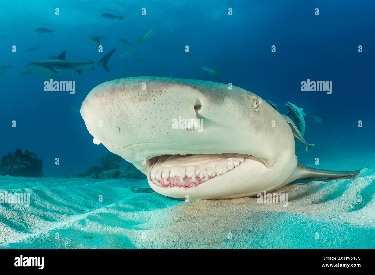 Shark smiling hi-res stock photography and images - Alamy