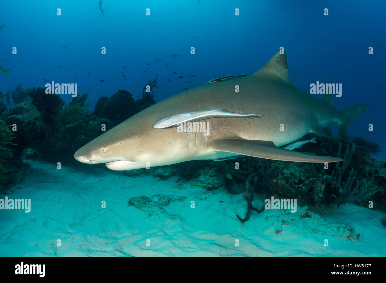 Side view of tiger shark hi-res stock photography and images - Alamy