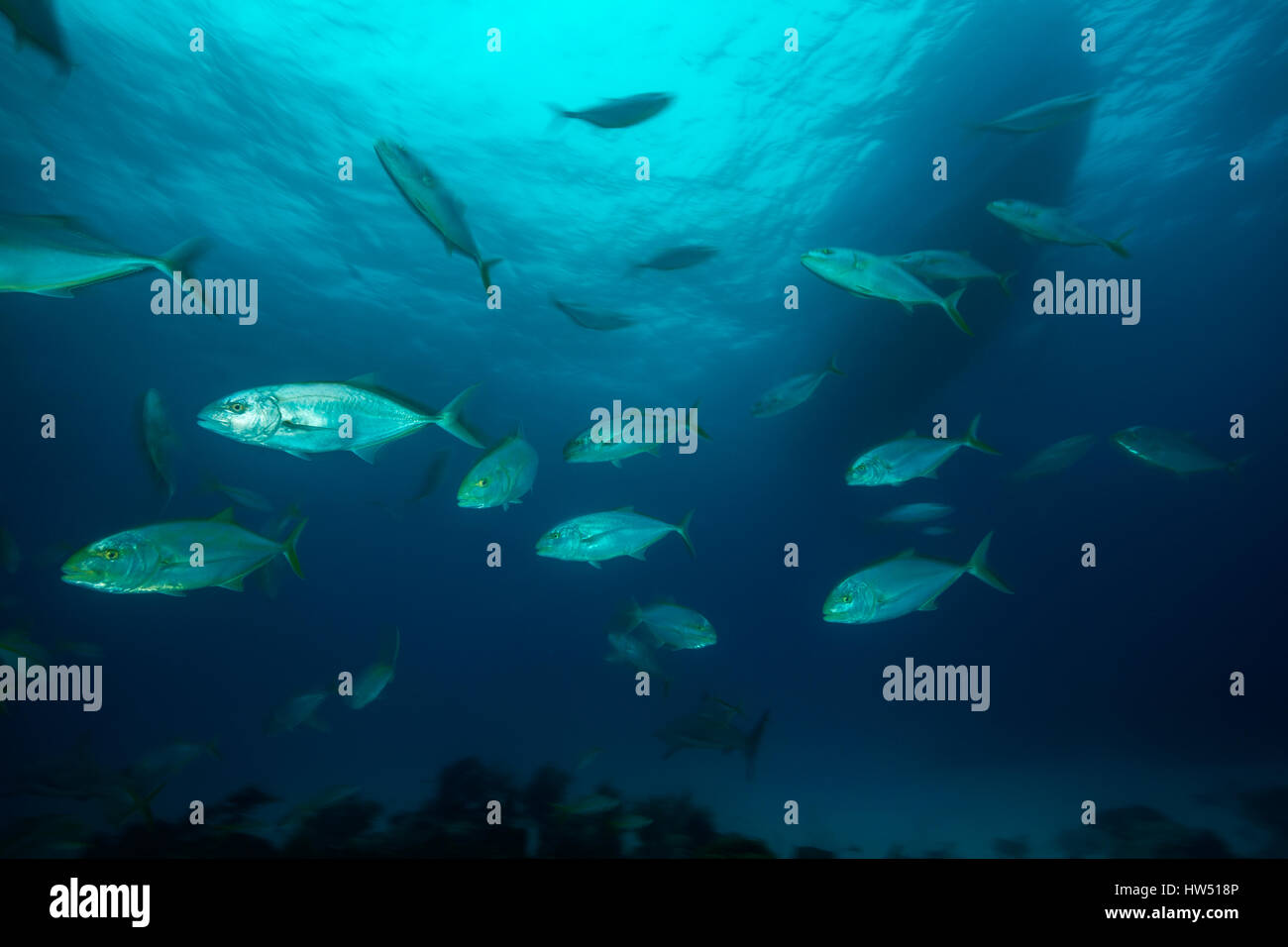 Shoal of Yellow Jack, Caranx bartholomaei, Tiger Beach, Bahamas Stock ...