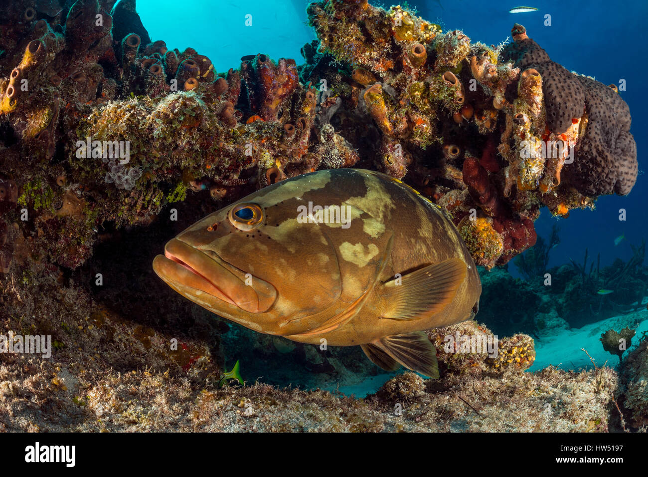 Nassau Grouper, Epinephelus striatus, Tiger Beach, Bahamas Stock Photo ...