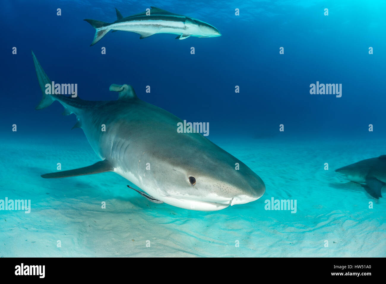 Tiger Shark, Galeocerdo cuvier, Tiger Beach, Bahamas Stock Photo - Alamy