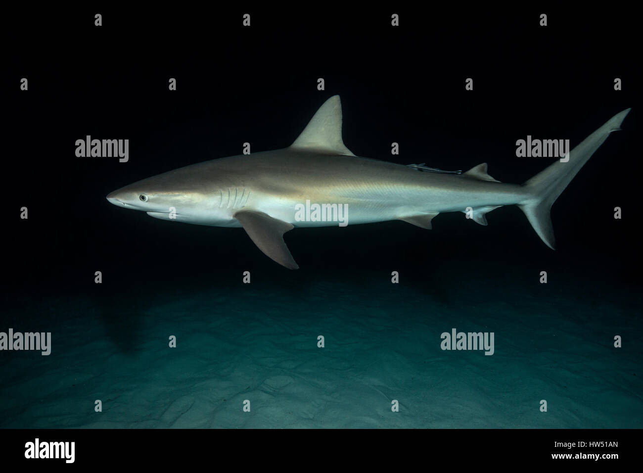 Shark Night Great White