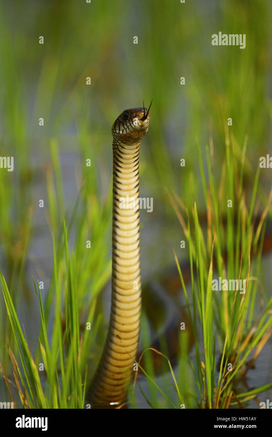 Rat snake habitat hi-res stock photography and images - Alamy