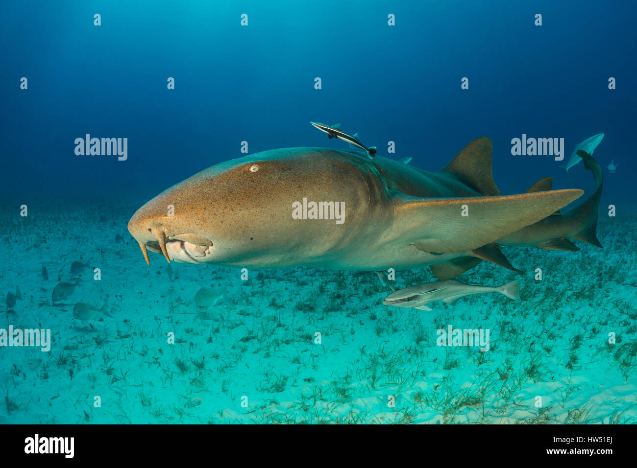 Nurse Shark, Ginglymostoma cirratum, Tiger Beach, Bahamas Stock Photo ...
