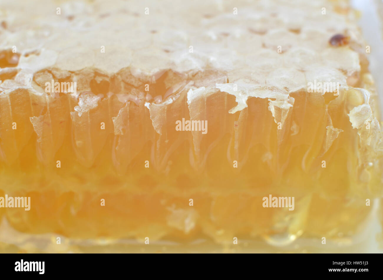 Macro of fresh honeycomb cross section with honey suitable for ...