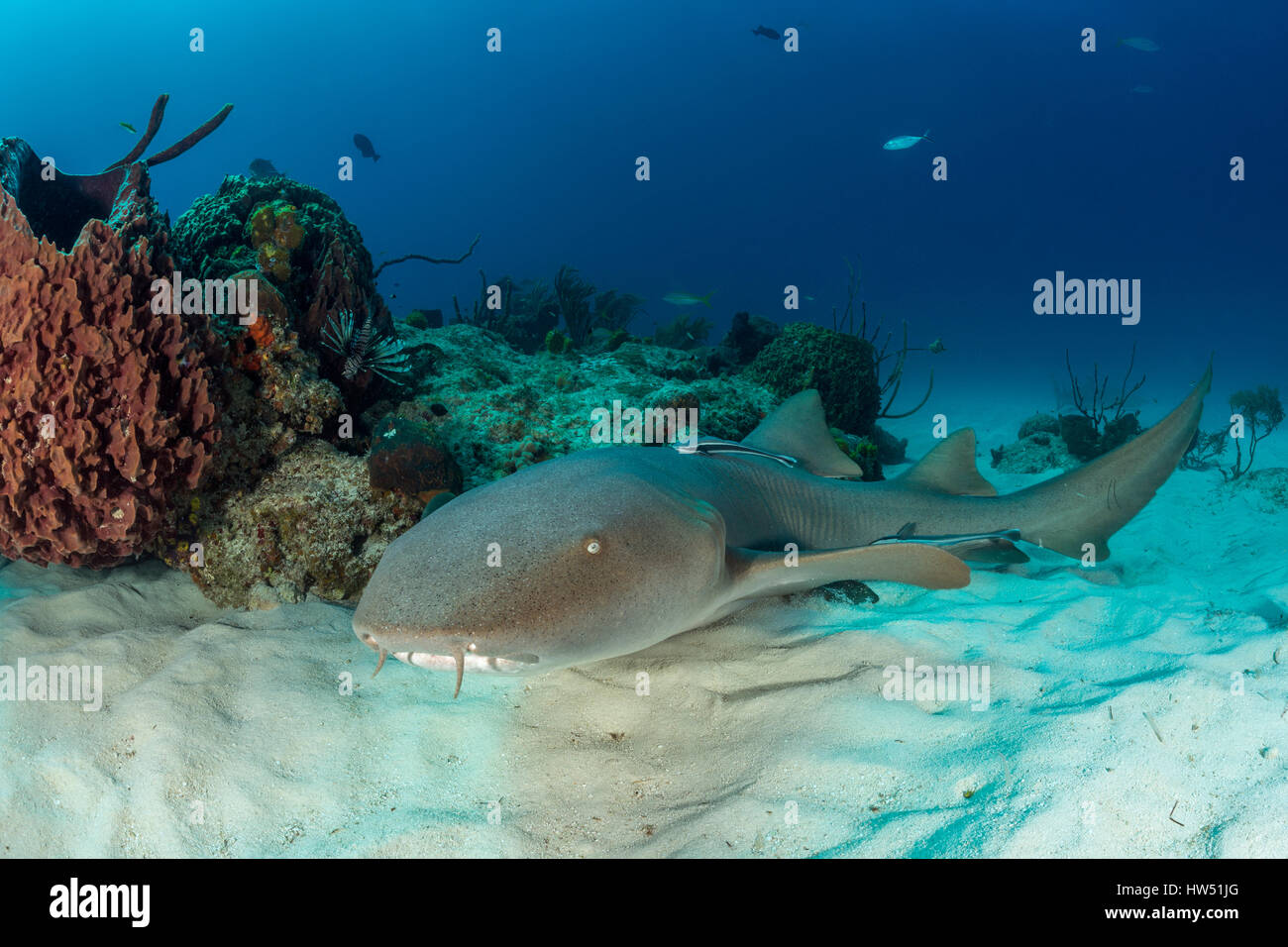Nurse Shark, Ginglymostoma cirratum, Tiger Beach, Bahamas Stock Photo ...