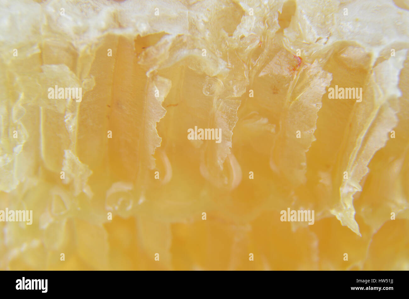 Macro of fresh honeycomb cross section suitable for background Stock ...