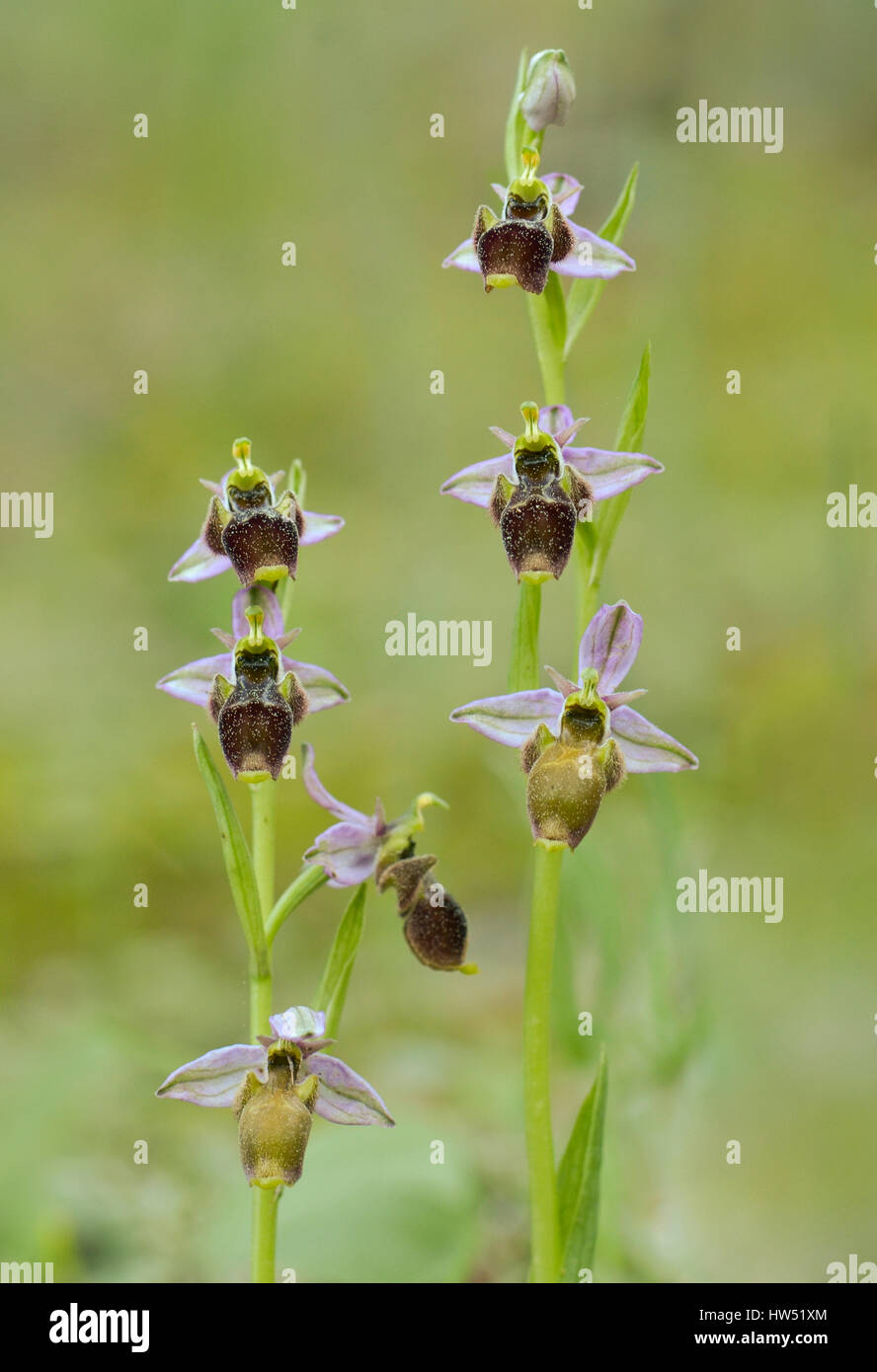 Pollination european orchid hi-res stock photography and images - Alamy