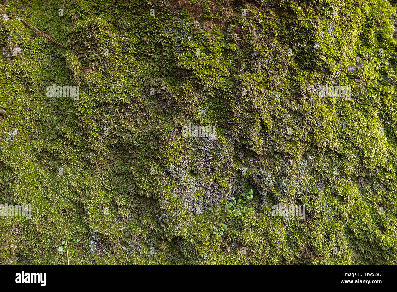 Green moss, peat moss, covering limestone Rock, nature, environment ...