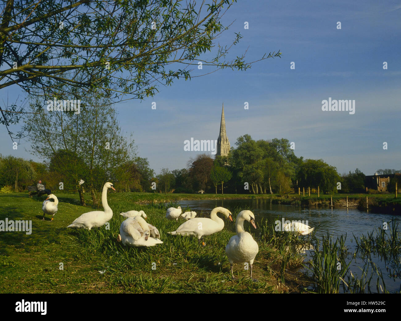 Swans on the bank of the River Nadder near Salisbury Cathedral ...