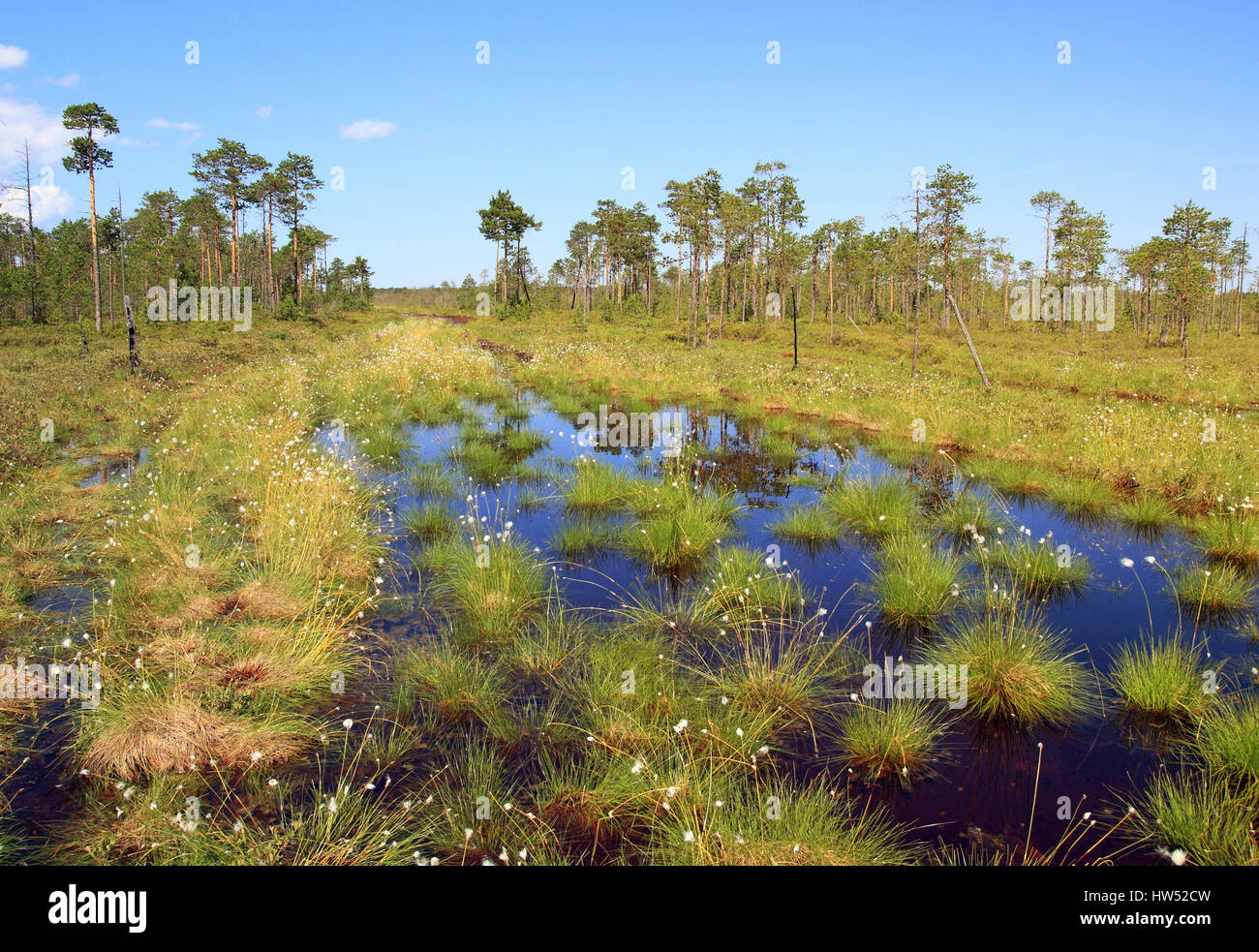 Siberian landscape summer hi-res stock photography and images - Alamy