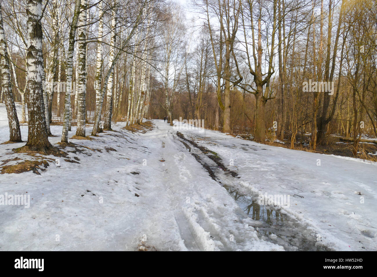 Birch forest in spring Stock Photo - Alamy