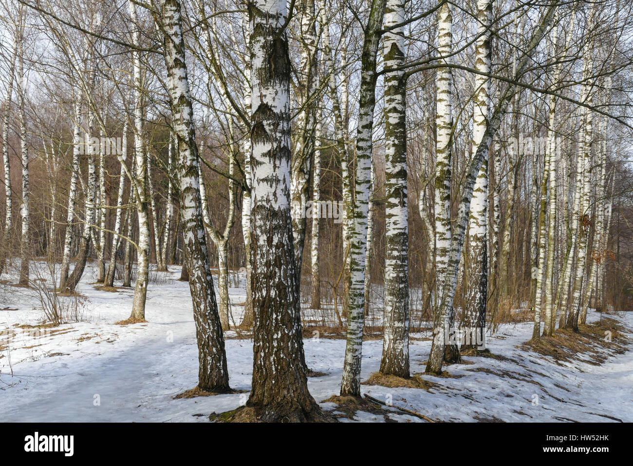 Hornbeam birch hi-res stock photography and images - Alamy