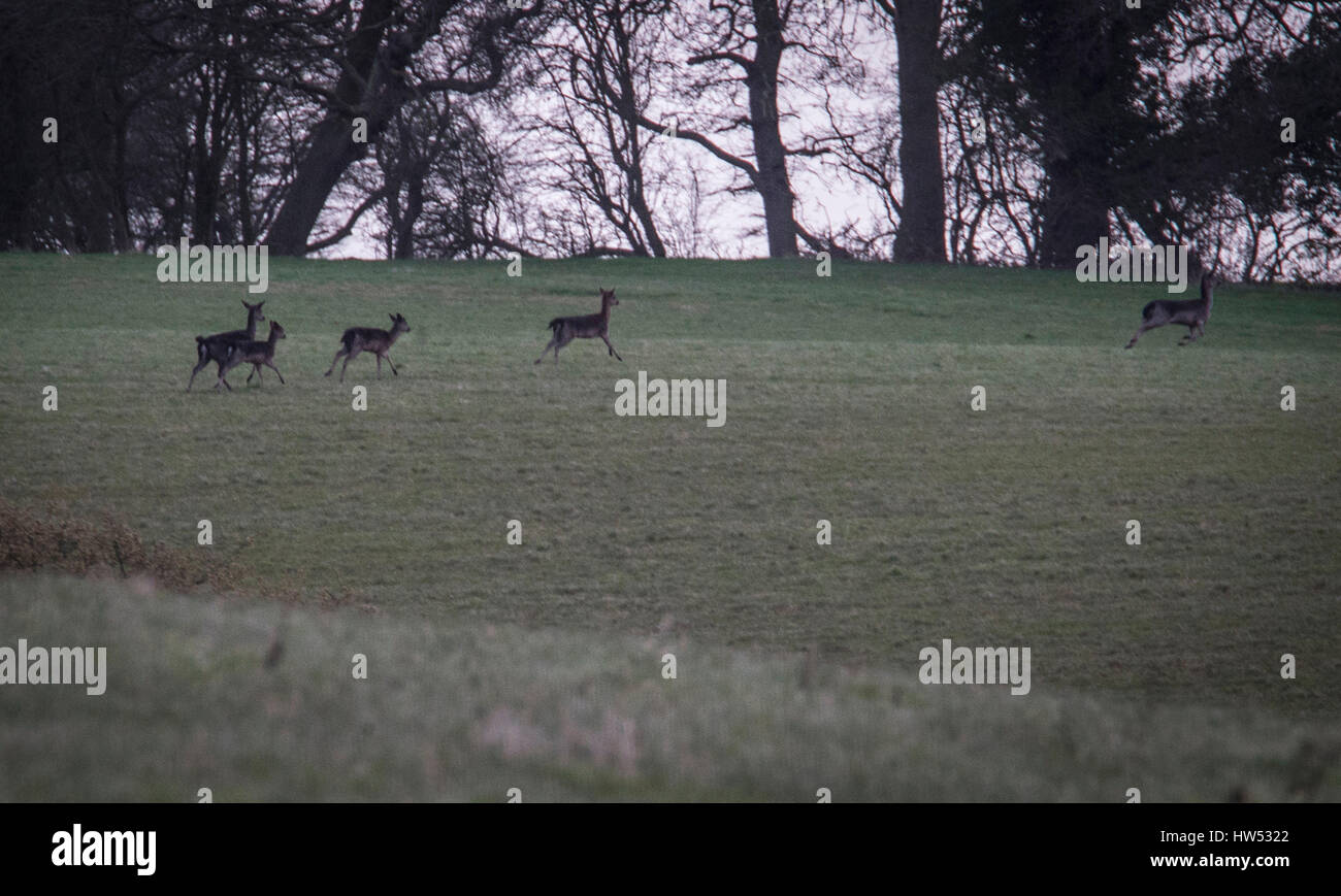 Manage deer numbers on land hi-res stock photography and images - Alamy