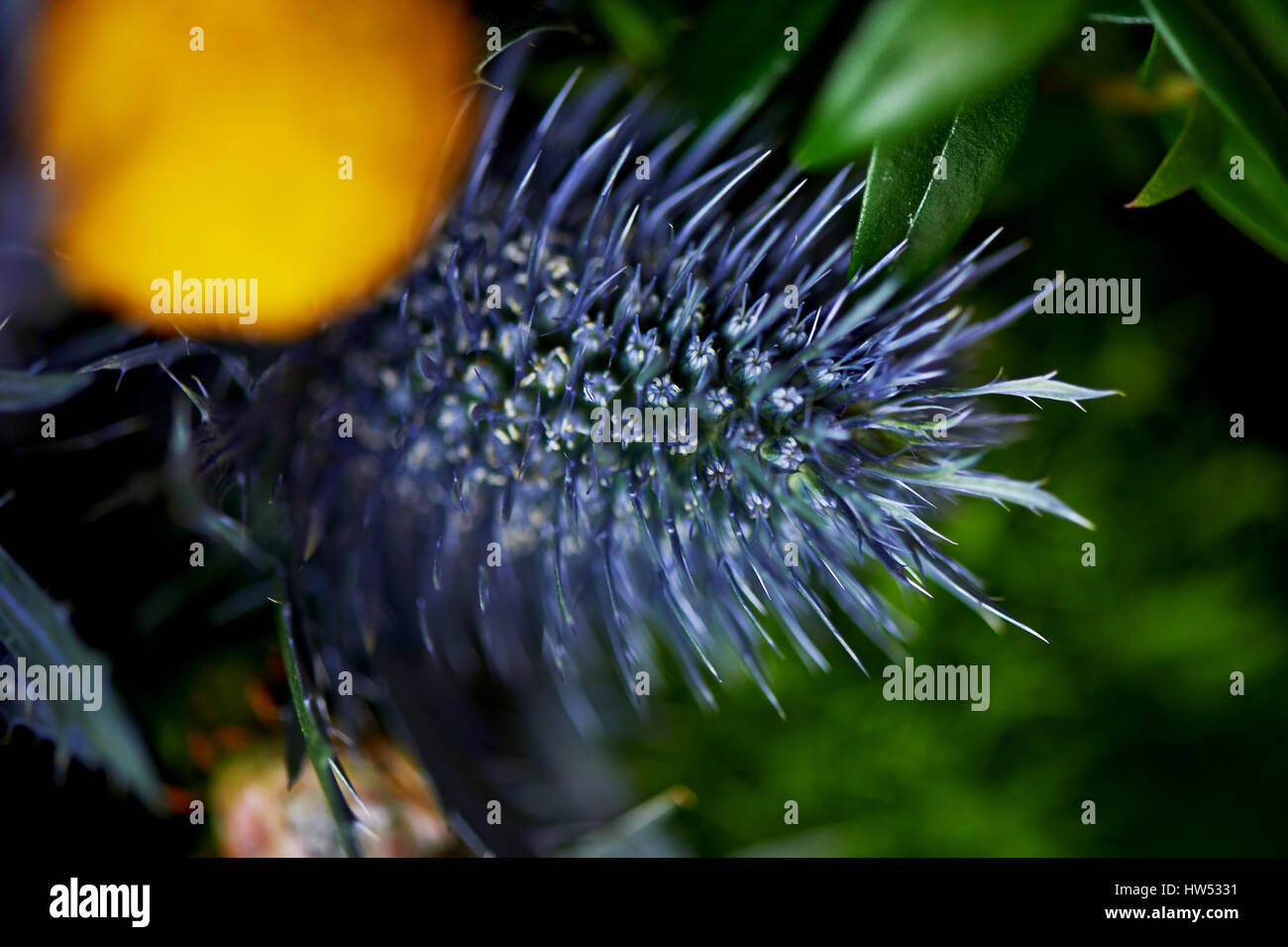 Blue thorn Eryngium Alpi in nature. Close Stock Photo - Alamy