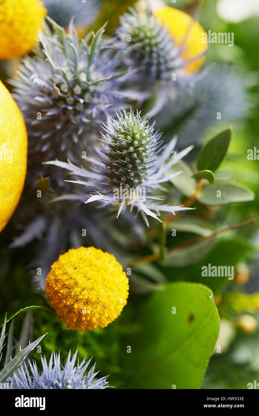 Blue thorn Eryngium Alpi in nature. Close Stock Photo - Alamy