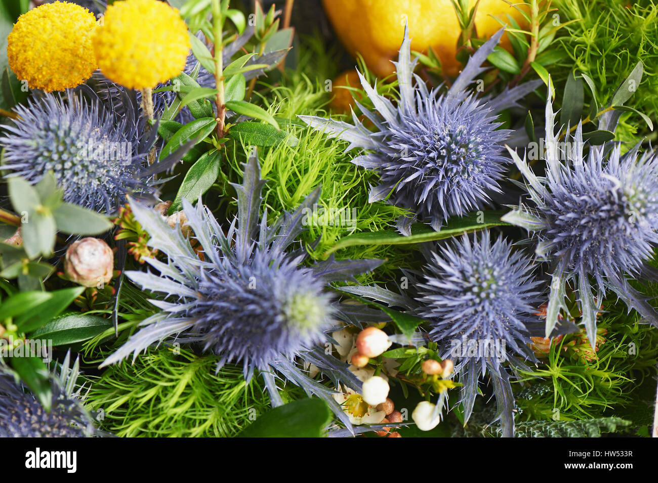 Blue thorn hi-res stock photography and images - Alamy