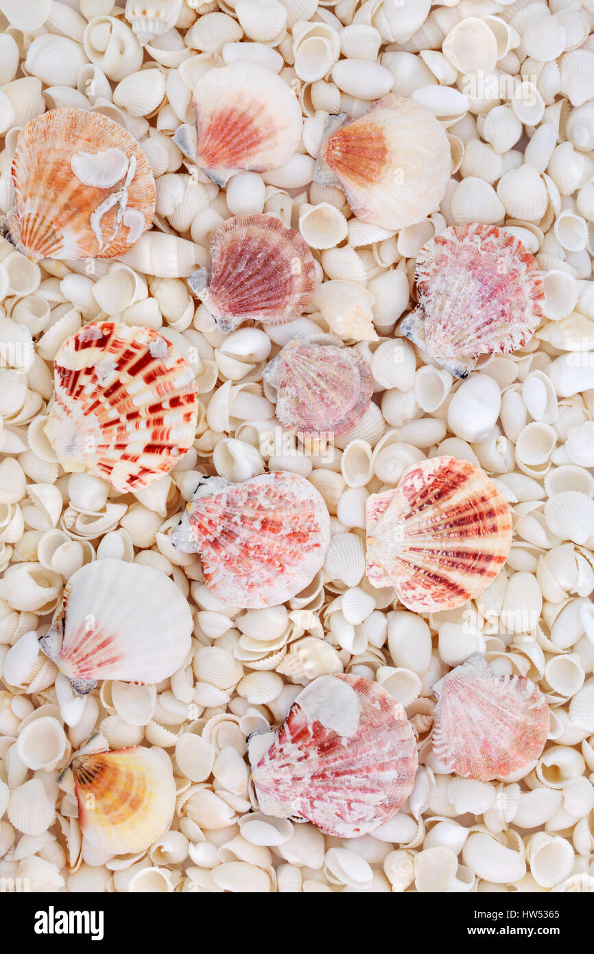 Seashell abstract background with small scallop and assorted white ...