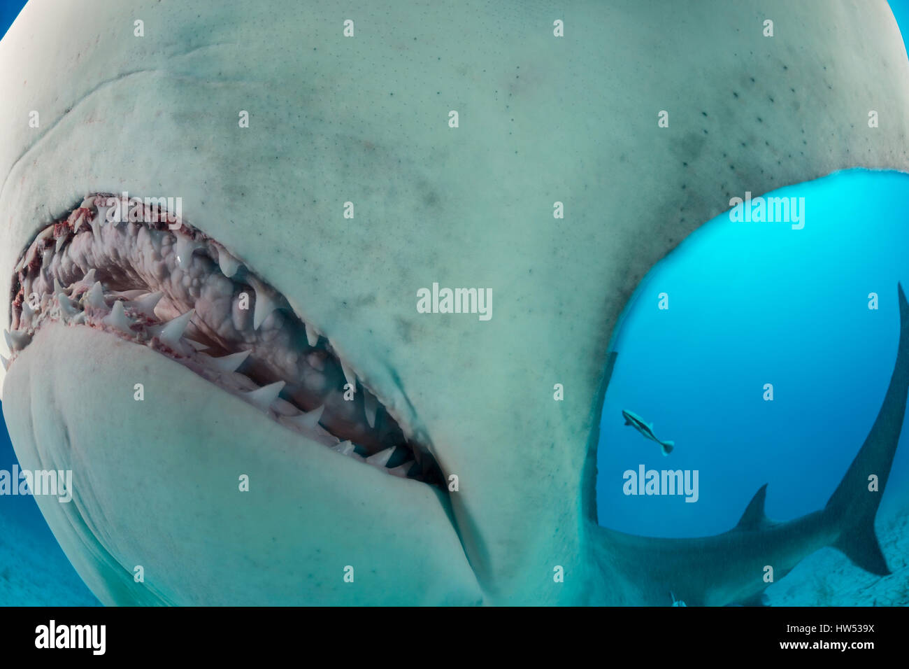 Hammerhead Shark Teeth
