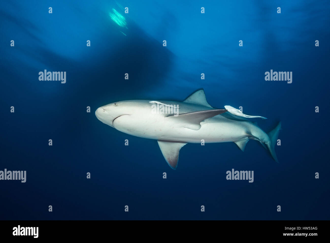 Shark side view hi-res stock photography and images - Alamy