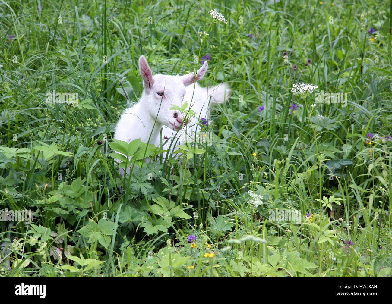 Goat common. Cloven-hoofed ruminants Stock Photo - Alamy