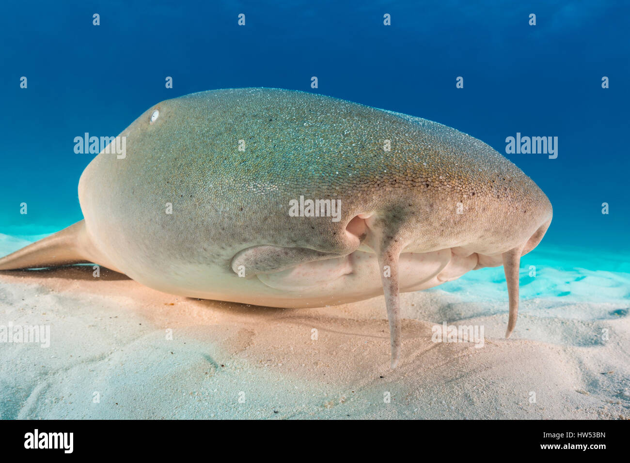 Nurse Shark, Ginglymostoma cirratum, Bimini, Bahamas Stock Photo - Alamy