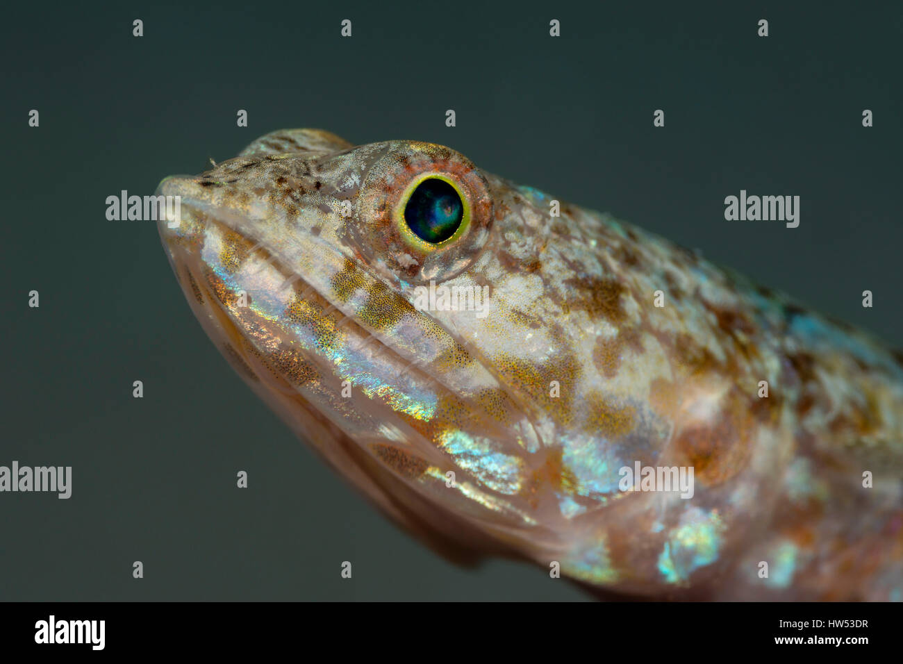 Variegated Lizardfish, Synodus variegatus, Marsa Alam, Red Sea, Egypt ...