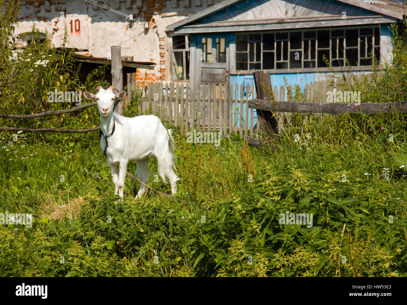 Goat common. Cloven-hoofed ruminants Stock Photo - Alamy