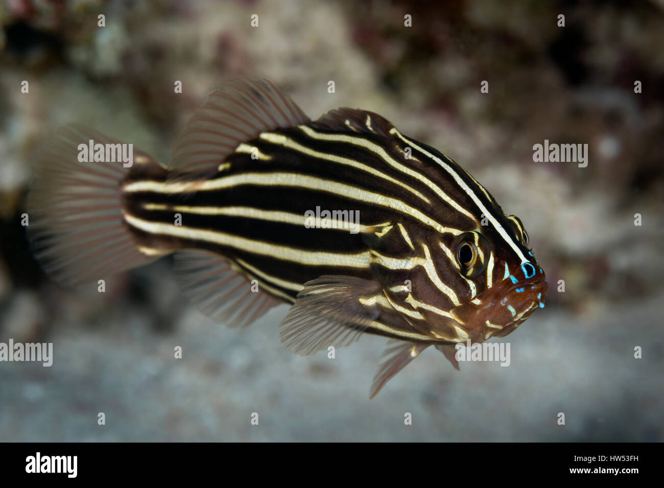 Red sea soapfish hi-res stock photography and images - Alamy