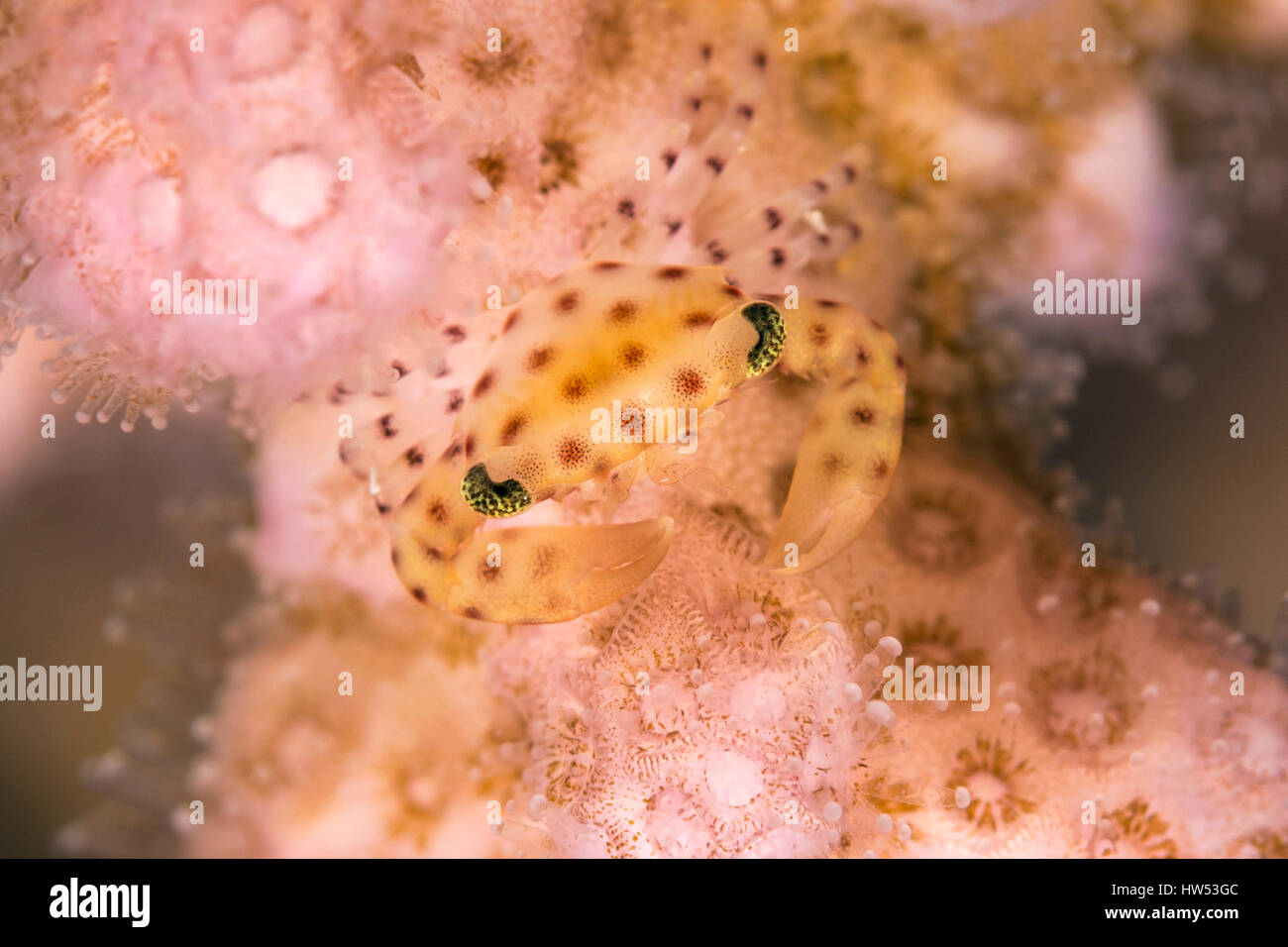 Red-spotted Guard Crab, Trapezia tigrina, Marsa Alam, Red Sea, Egypt ...
