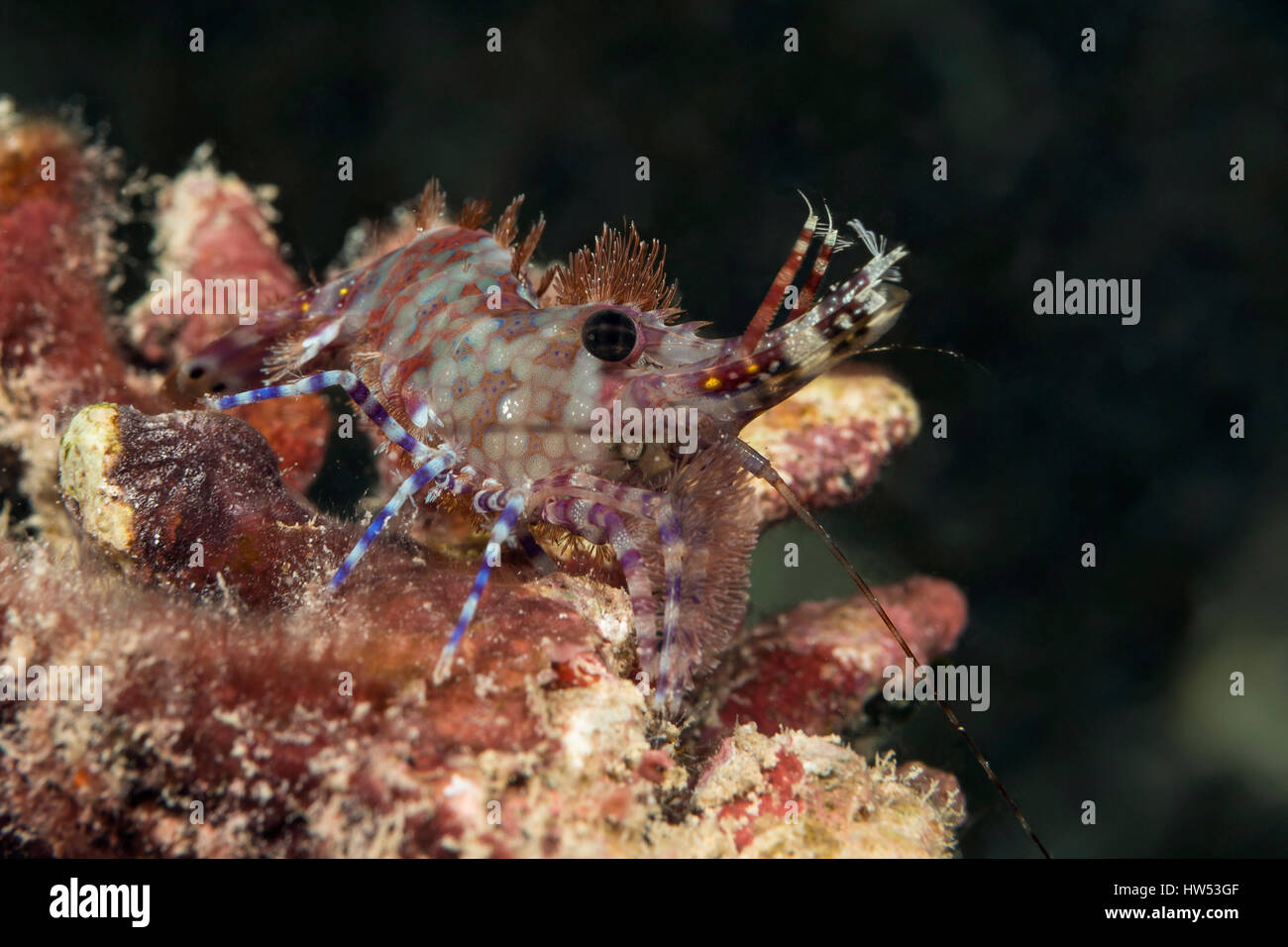 Marbled Shrimp, Saron marmoratus, Marsa Alam, Red Sea, Egypt Stock ...