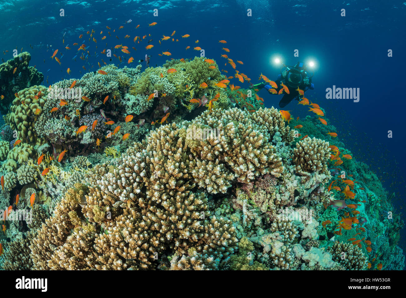 Healthy Coral Reef, Marsa Alam, Red Sea, Egypt Stock Photo - Alamy
