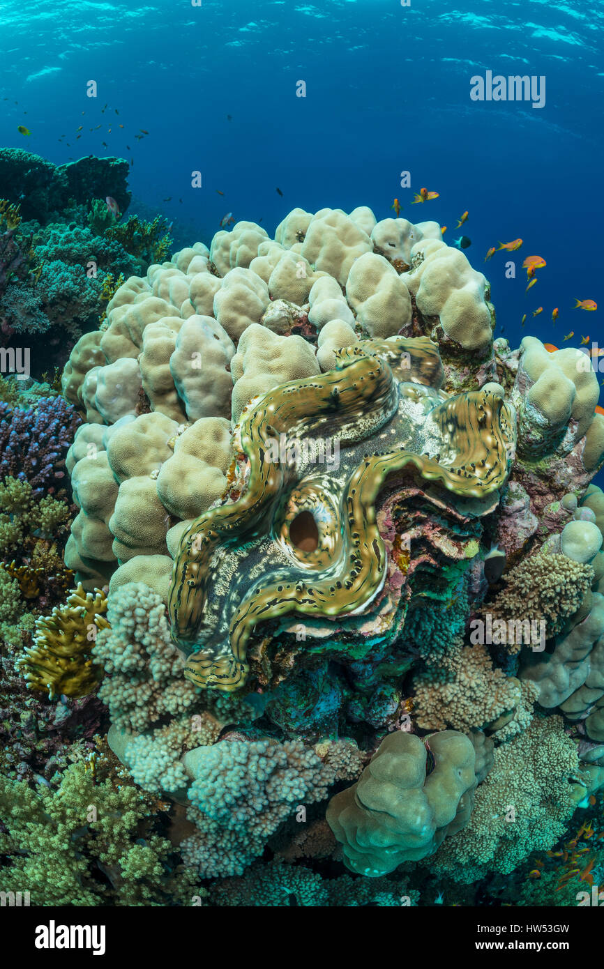 Giant Clam in Coral Reef, Tridacna maxima, Marsa Alam, Red Sea, Egypt ...
