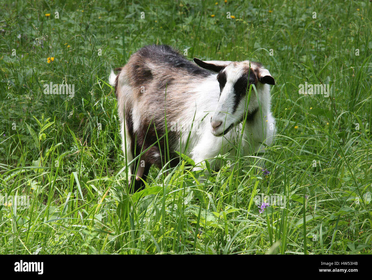 Goat common. Cloven-hoofed ruminants Stock Photo - Alamy
