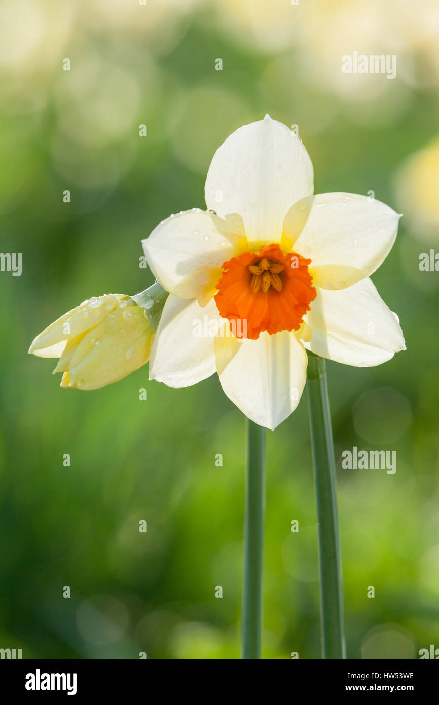 Daffodils at Elsham Hall Gardens and Country Park. Elsham, North ...
