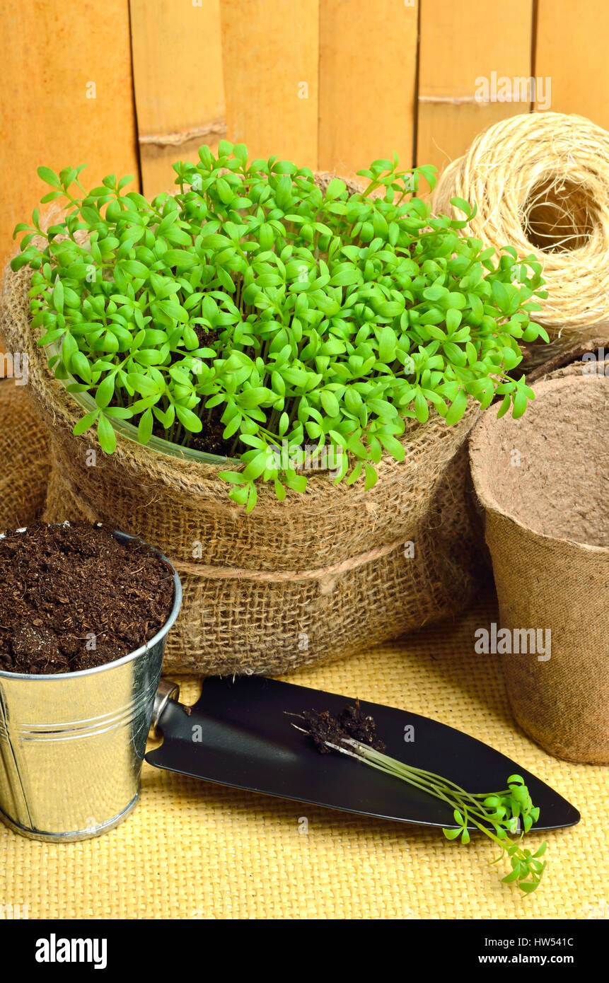 Cress salad on the flower bed with rake, shovel, peat cups, rope ...